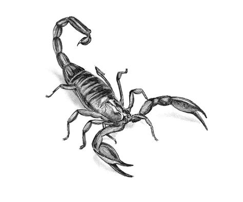 How To Draw A Scorpion With A Pencil Step By Step Scorpion Drawing Tutorial