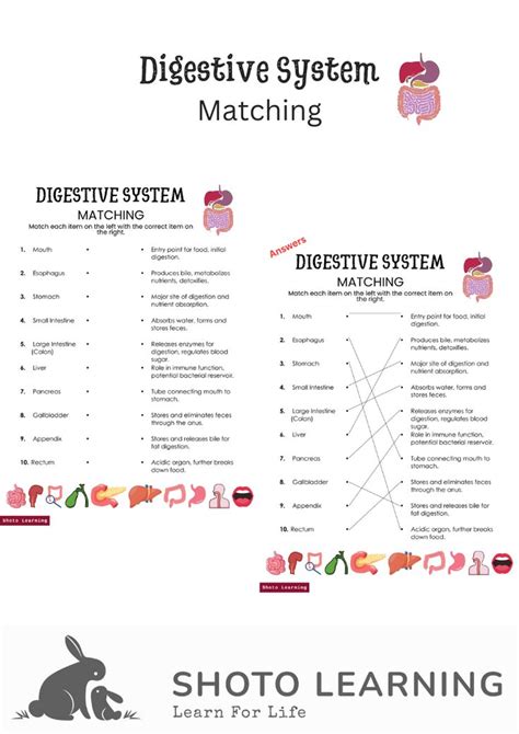 Digestive System Matching Worksheet Learn The Parts And Functions In Digestive System