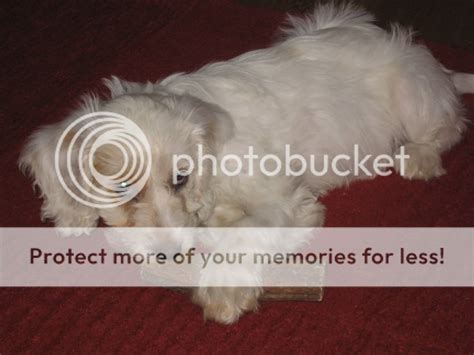 Does Anyone Have A Smooth Or Flat Coat Cockapoo I Love My Cockapoo