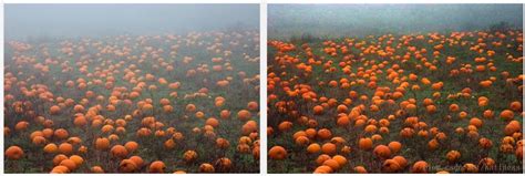 guided image filtering 引导图像滤波 解析 图像去雾应用 引导滤波去雾 csdn博客