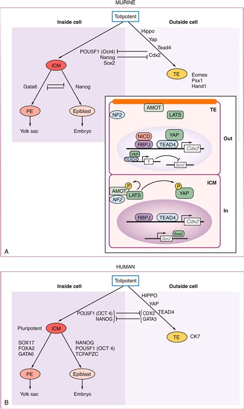 Normal Early Development Clinical Tree