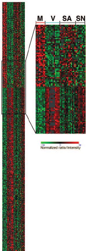 Gene Expression Profiles After Supervised Hierarchical Cluster Analysis Download Scientific