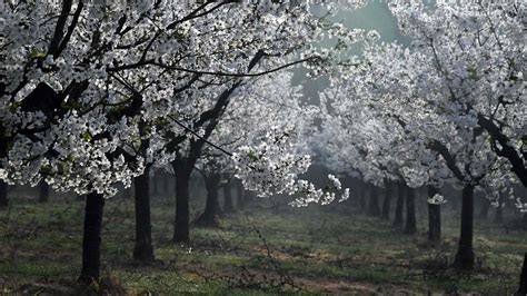 Raspberry Preserve Case 48x42g Tiptree
