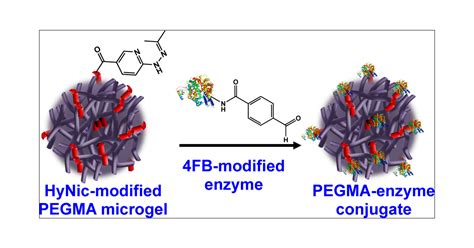 Pegma Based Microgels A Thermoresponsive Support For Enzyme Reactions Macromolecules