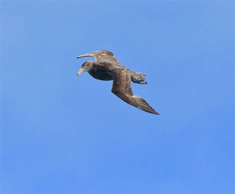 Discover The Aggressive And Scavenging Giant Petrels Of The Southern Discover The Aggressive And Scavenging Giant Petrels Of The Southern