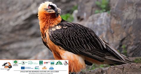Bearded Vulture Bearded Vulture Life