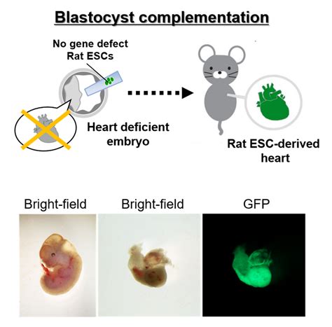 Generation Of Pluripotent Stem Cell Derived Hearts In Interspecies