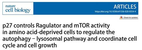 What Is Autophagy And How To Unlock Autophagy Detection