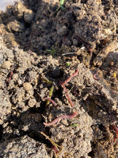 Red Composting Worm Mix Uncle Jim S Worm Farm Red Composting Worm Mix Uncle Jim S Worm Farm