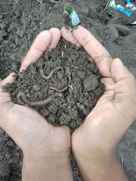 shahriyar ahamed shrabon on linkedin earthworms are essential for