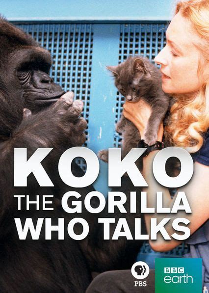 Check Out Koko The Gorilla Who Talks On Netflix Gorilla Netflix