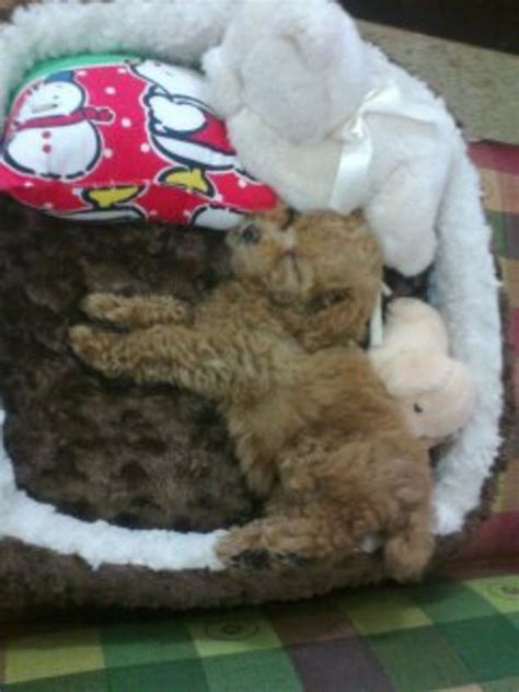 我好睏 致 人類最好的朋友 為「牠」拍出真摯情感 Digiphoto