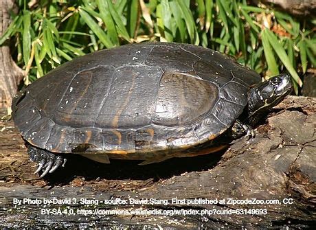 Reptiles Philly Nature Wild Philly