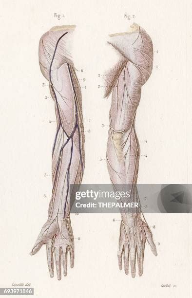 Integumentary System Photos And Premium High Res Pictures Getty Images