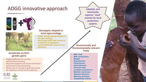 Potential Application Of Lessons From Dairy Genetics Into Beef Lessons From ADGG PPT