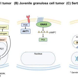 Common Alterations In Sex Cordstromal Cell Tumors A Adult Granulosa Download Scientific