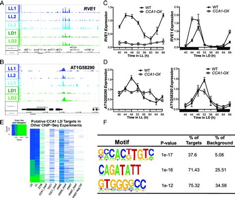 a and b examples of cca1 occupied regions in the morning expressed download scientific