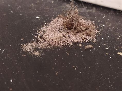 Termite Frass Rtermites