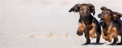 Do Old Dogs Get Jealous Of New Puppies at Janita Huang blog
