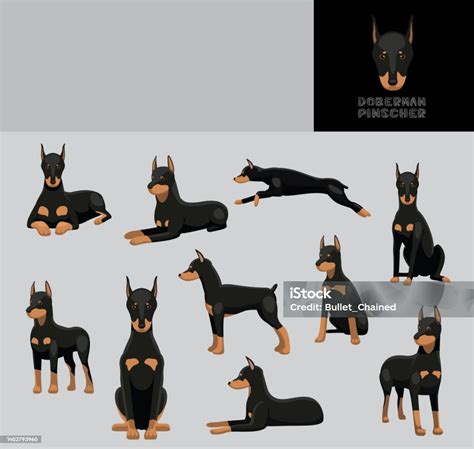 개 도베르만 핀셔 만화 벡터 일러스트 레이 션 색상 변형 세트 도베르만 핀셔에 대한 스톡 벡터 아트 및 기타 이미지 도베르만
