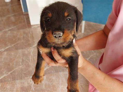 იაგტერიერი