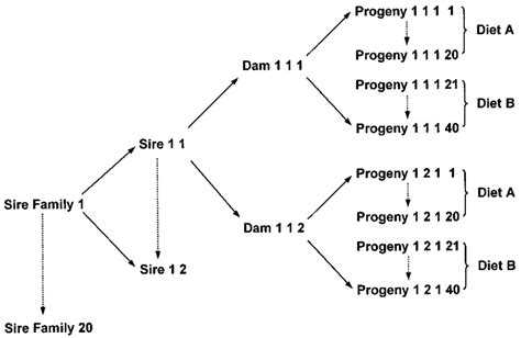 Split Brood Half Sib Mating Scheme Nested Within Substrain Njss Fs