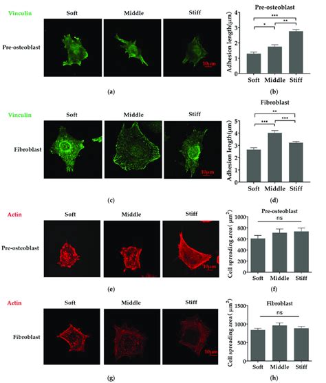 Substrate Stiffness Regulates The Distribution Of Vinculin And The