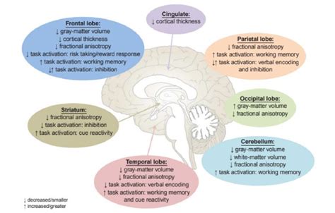 Replicated Image That Summarizes The Impacts Of Alcohol In The Download Scientific Diagram