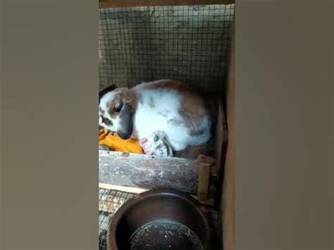 Kelinci Holland Lop Beranak - YouTube