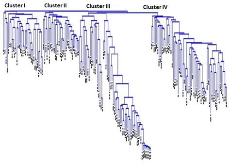 the neighbor joining cluster analysis using dartseq snp markers for