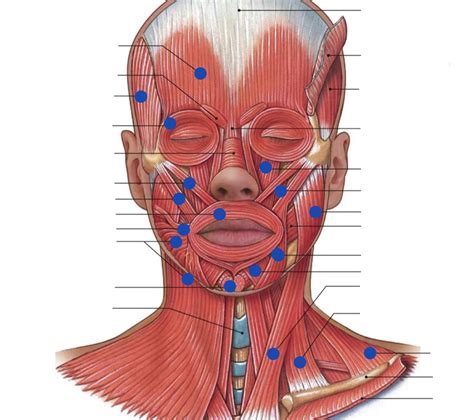 Facial Muscles Anatomy Game At Ronald Kinney Blog