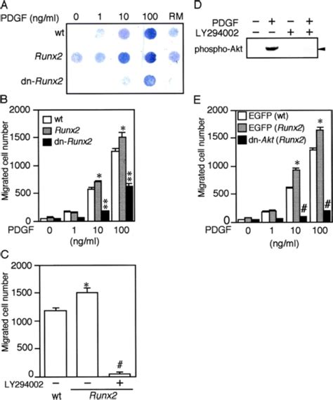 Runx2 Controls Cell Migration Wild Type Mc3t3 E1 Cells Open I
