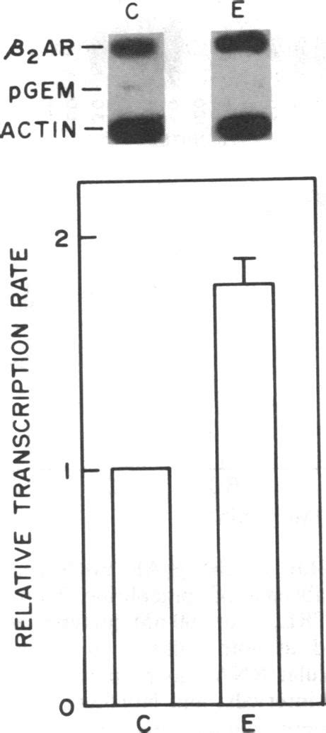 Relative Transcription C Download Scientific Diagram
