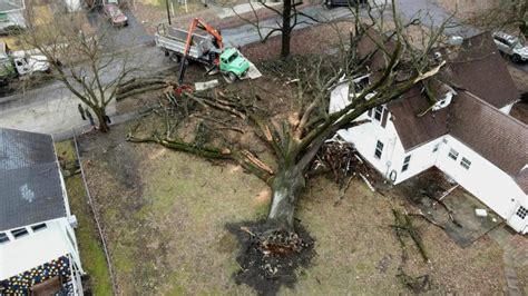 Iconic Century Old Tree Collapses Devastates Illinois Town