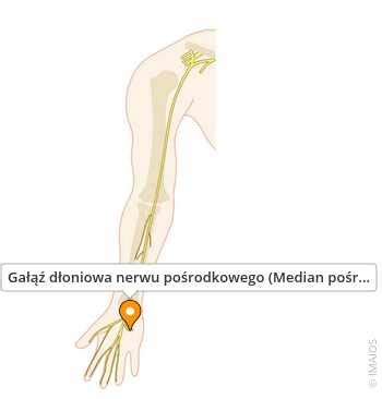 Gałąź Dłoniowa Nerwu Pośrodkowego Median Pośrodkowy E Anatomy Imaios