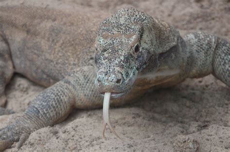 Le Dragon De Komodo Est Il Dangereux