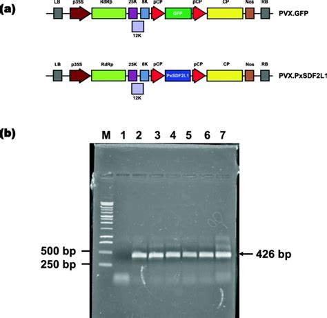 Pvx Mediated Recombinant Gene Expression In N Benthamiana A Schematic