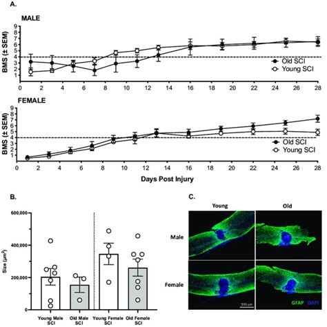 A Irrespective Of Age Or Sex All Mice Recovered Locomotor Function Download Scientific