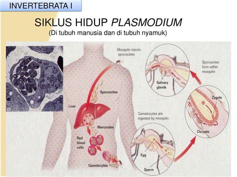 Detail Gambar Siklus Hidup Plasmodium Vivax Koleksi Nomer 40