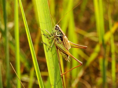 Why Some Grasshoppers Can Turn Into Destructive Locusts Insect Hive