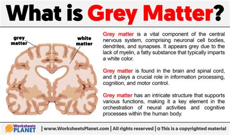 What Is Grey Matter