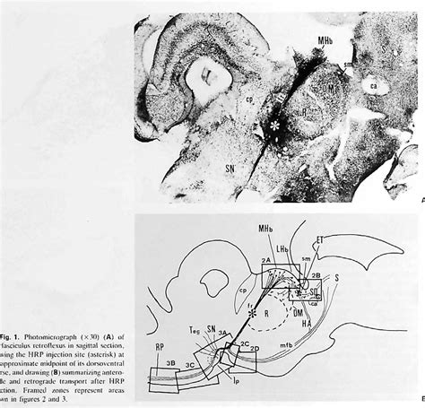 Figure 1 From In Vitro Hrp Labeling Of The Fasciculus Retroflexus In The Lizard Gallotia Galloti