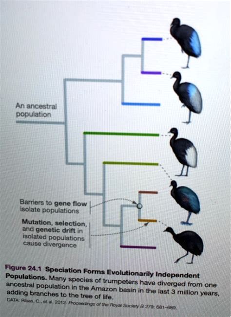 An Ancestral Population Barriers To Gene Flow Isolate Populations
