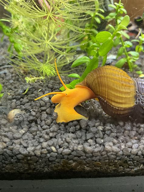 Tylomelania The Unique And Colorful Snail
