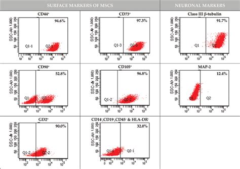 Expression Of Msc Surface And Postmitotic Neuron Markers By Flow Download Scientific Diagram