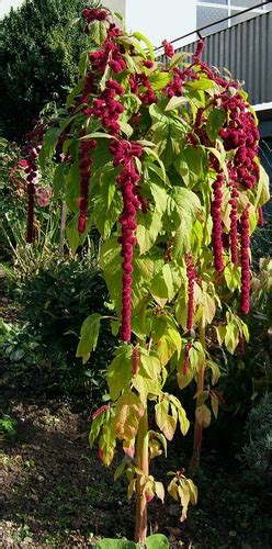 Flashcards Rośliny Jednoroczne Quizlet