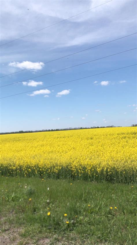 Канівський міський центр національно патріотичного виховання