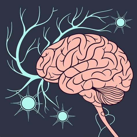 Human Brain Neural Pathways Pink And Teal Line Art Illustration