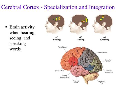 The Brain Ppt Download The Brain Ppt Download