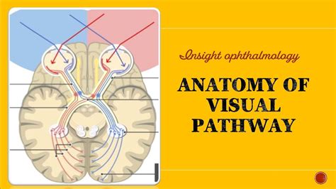 Anatomy Of The Visual Pathway